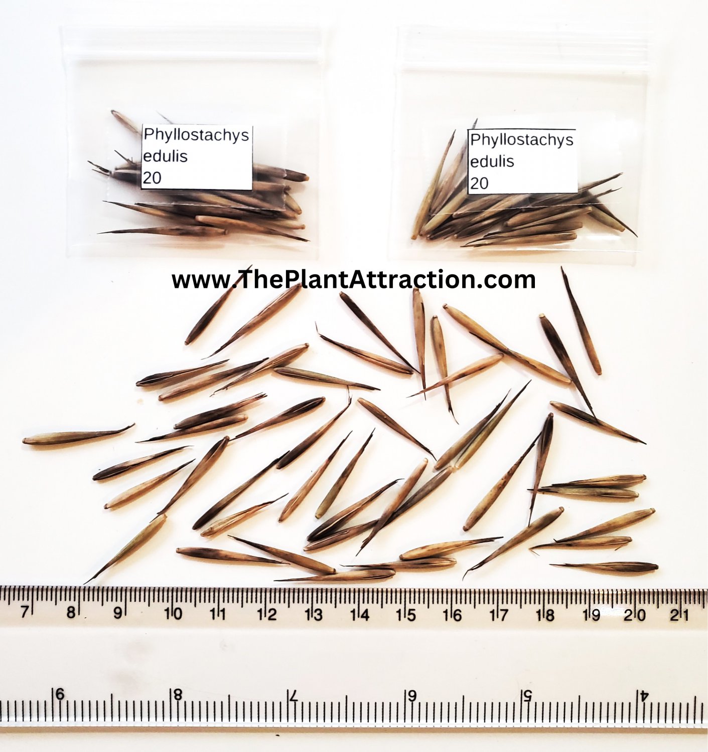 Phyllostachys Edulis 20 Seeds, Edible Giant Timber Moso Bamboo