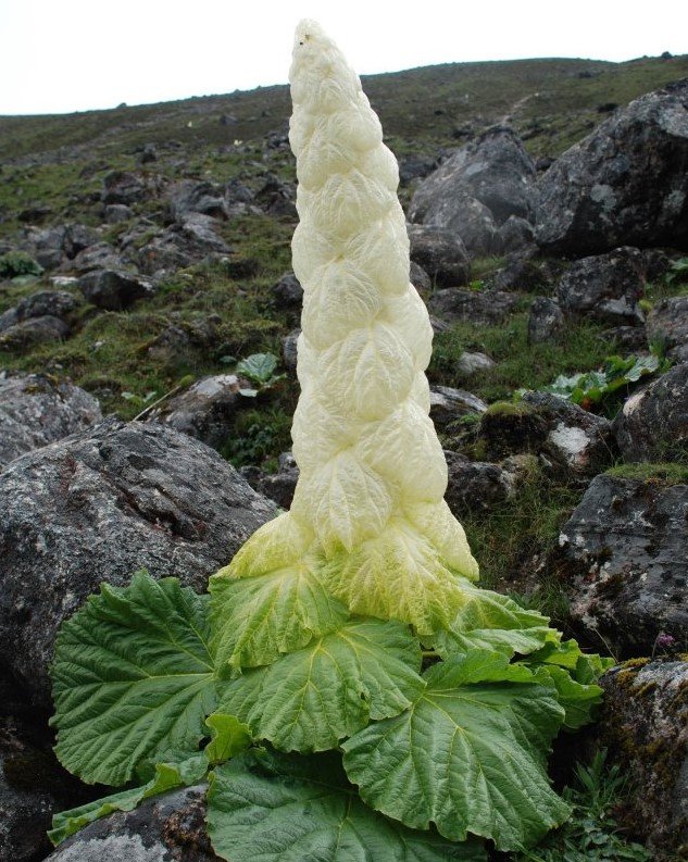 Rheum Nobile 5 Seeds, Giant Rare Edible Noble Or Sikkim Rhubarb ...