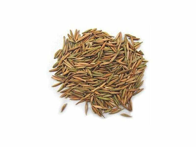 Indrajav Seeds ( Kadwa ) / Indrajao / Holarrhena Pubescens Seeds ( 200 gm)