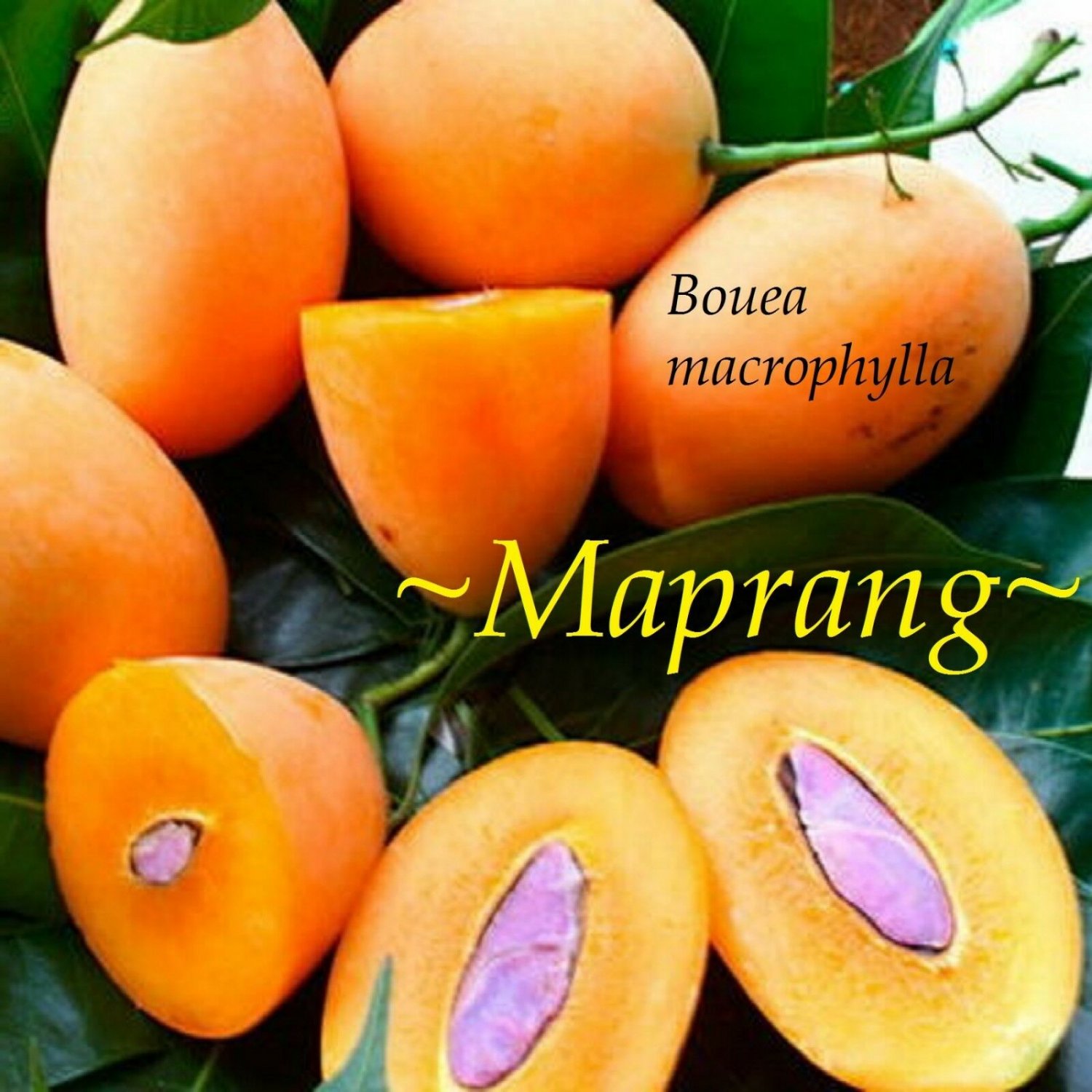 MAPRANG~ Bouea Macrophylla MANGO Fruit Tree MARIAN PLUM Live sml ...