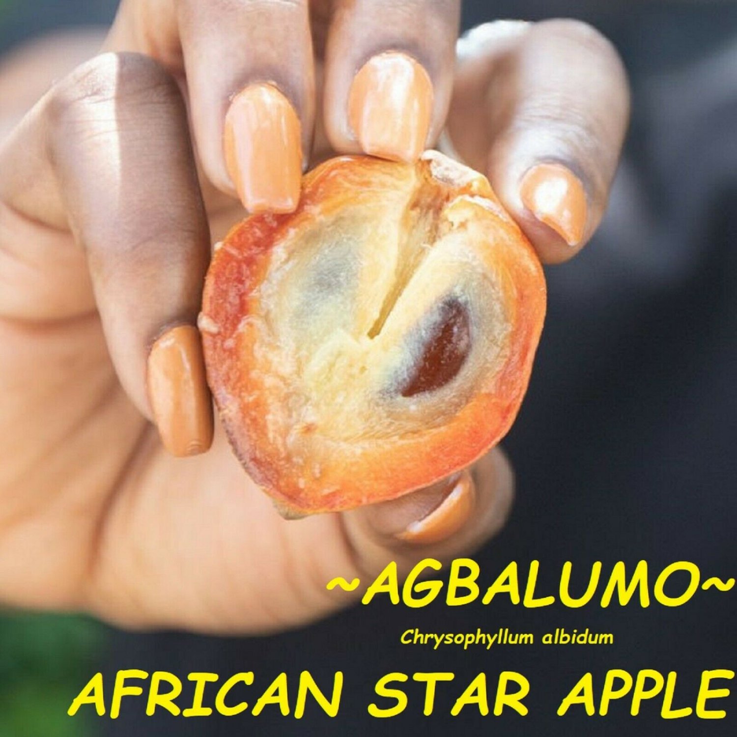 AGBALUMO~ Chrysophyllum albidum AFRICAN STAR APPLE FRUIT TREE small ...