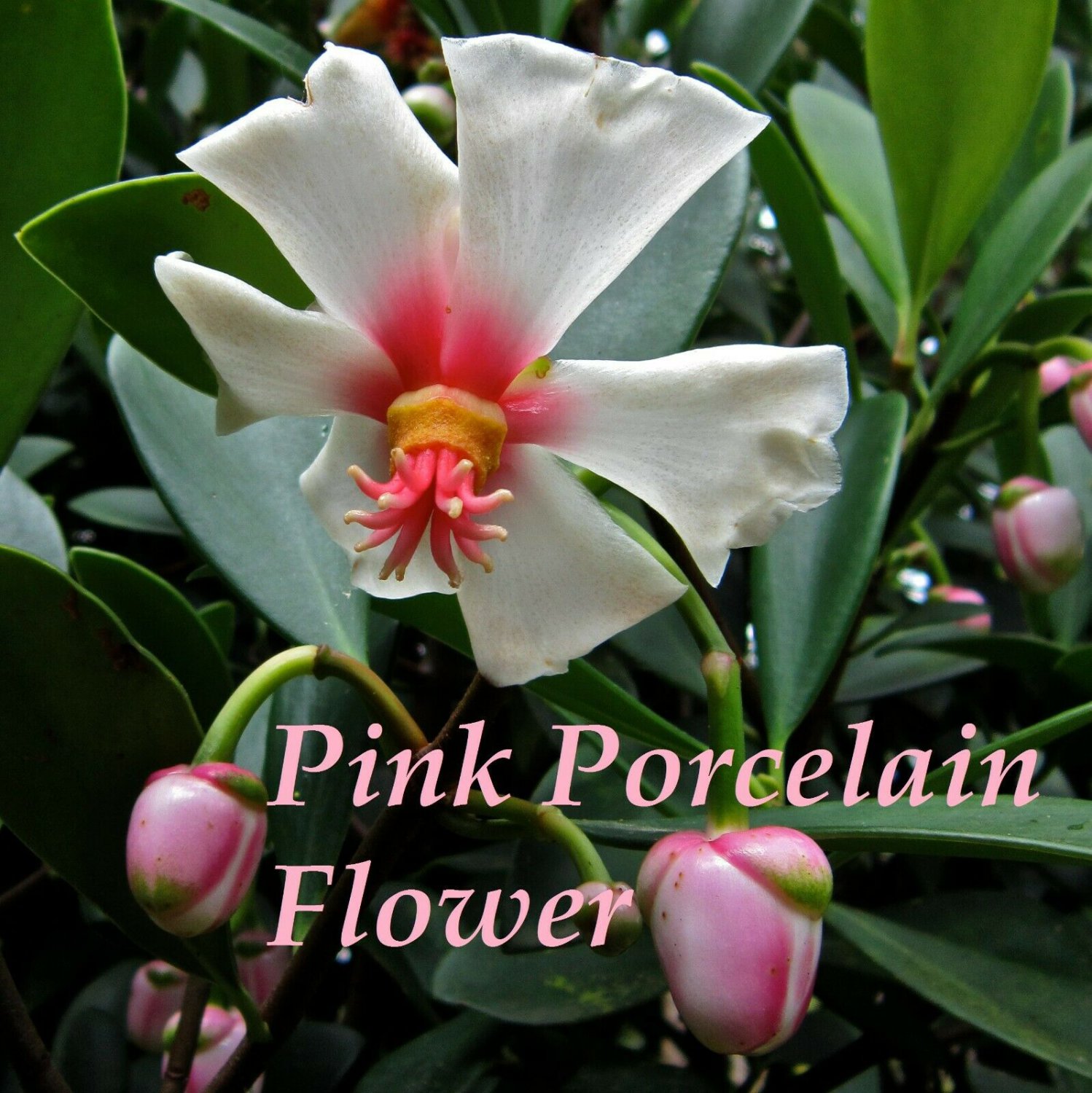 Pink Porcelain Flower~ Clusia Orthoneura Brazilian Autograph Tree Sml Plant