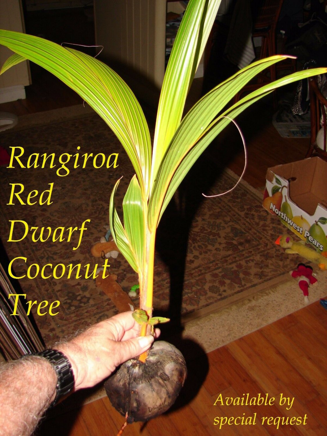 RED TAHITI RANGIROA~ RARE DWARF COCONUT TREE 12-36+inch Ready to PLANT!