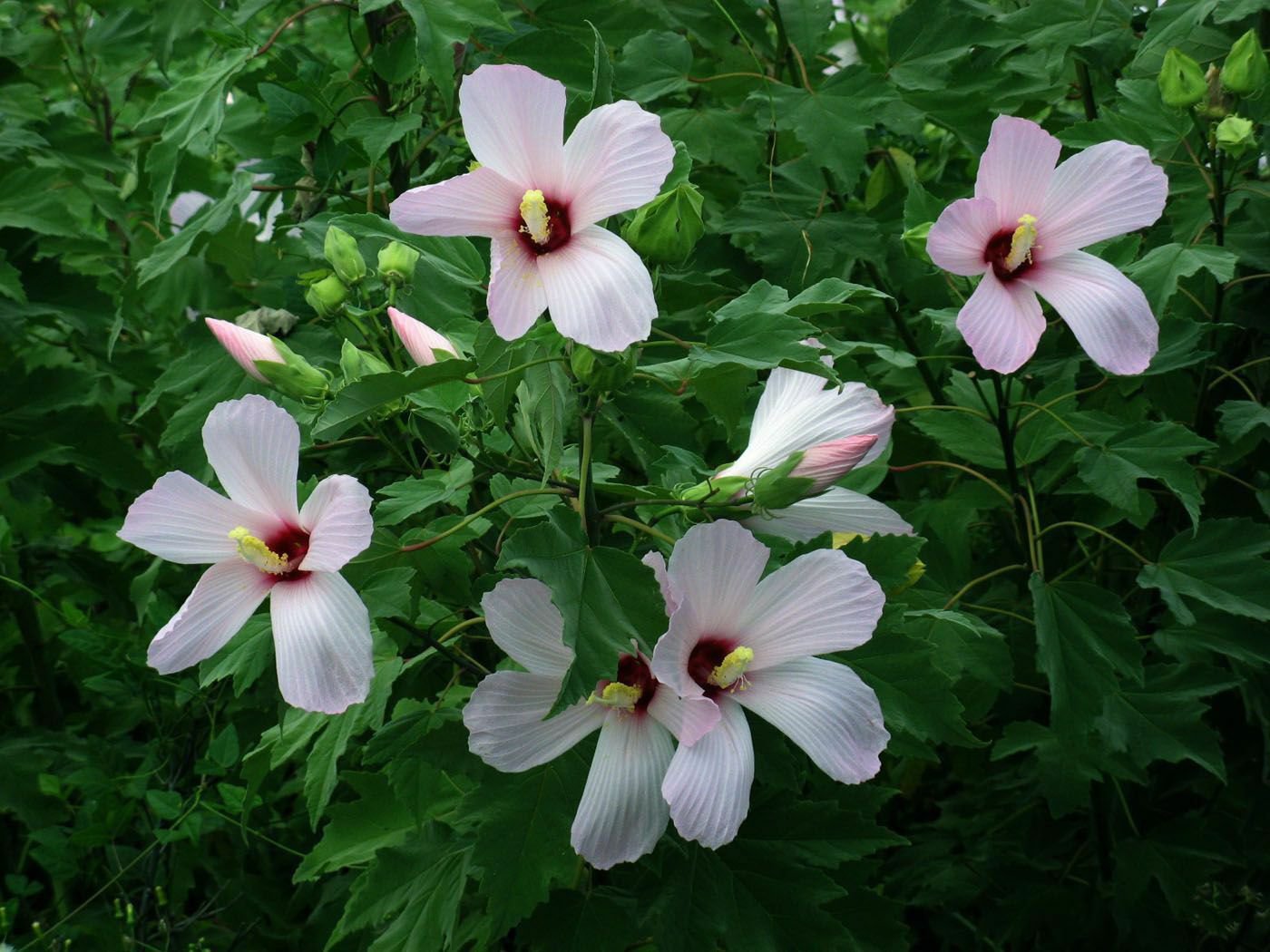 Hibiscus grandiflorus SWAMP ROSE MALLOW Seeds!