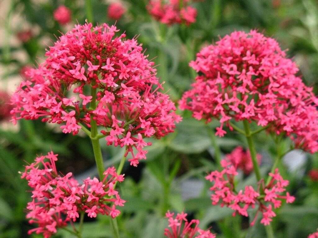Centranthus ruber coccineus JUPITER'S BEARD RED FLOWERS Seeds!