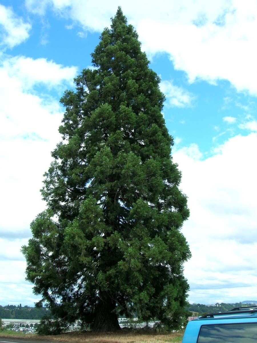 Giant Sequoia, Sequoiadendron giganteum, Tree Seeds (Fast, Evergreen ...