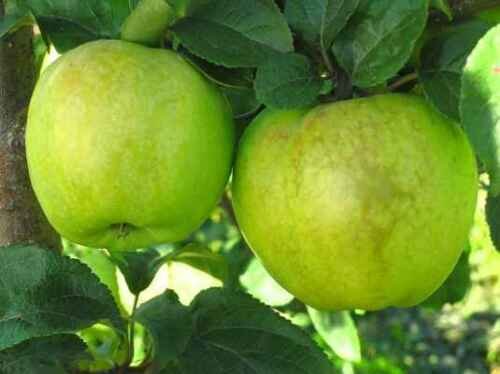 Antonovka Apple, Malus Domestica “Antonovka”, Tree Seeds (Fast, Edible ...