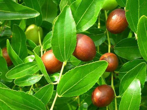 Chinese Date, Ziziphus jujube, Tree Seeds (Showy, Edible, Hardy, Fast)