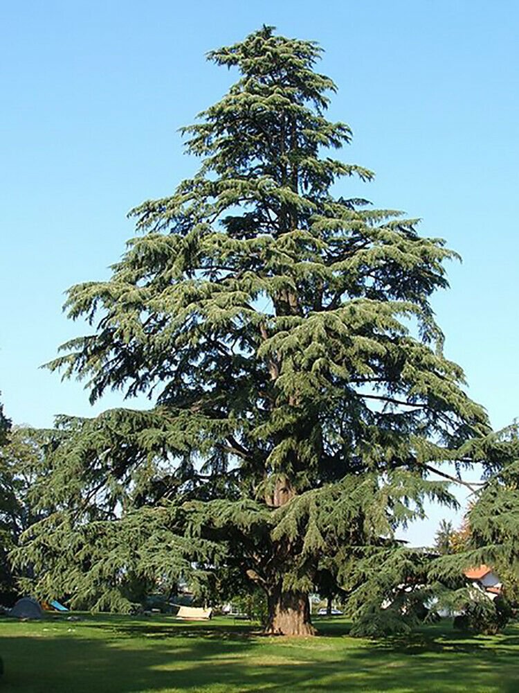 Deodar Cedar, (Himalayan Cedar), Cedrus deodara, Tree Seeds (Fragrant ...