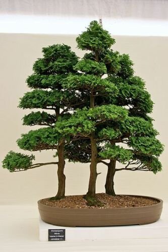 Hinoki Cypress, Chamaecyparis Obtusa, Tree Seeds (Evergreen, Bonsai)