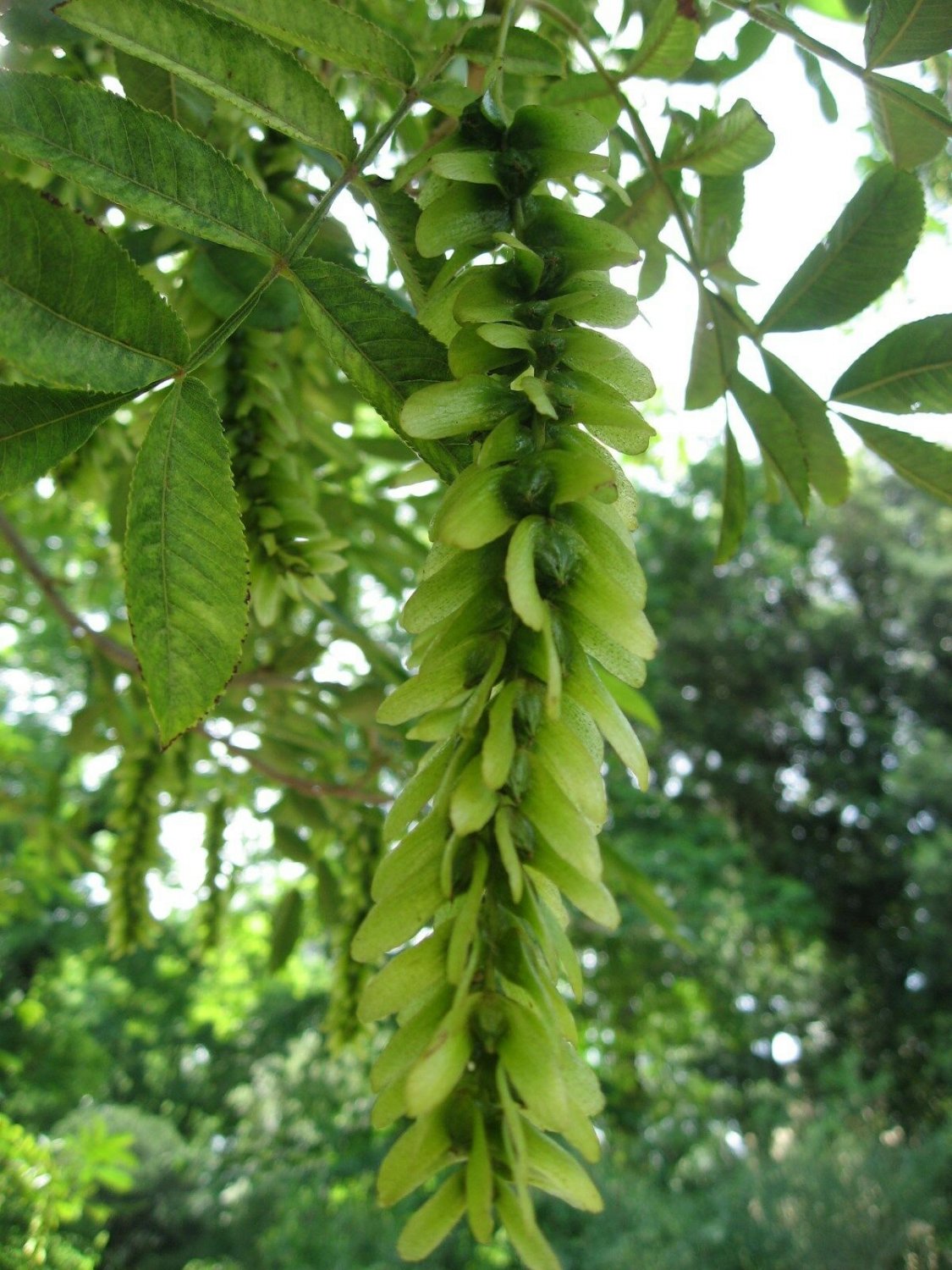 Chinese Wingnut, Pterocarya stenoptera, Tree Seeds (Rare, Fast, Showy)