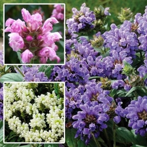 PRUNELLA GRANDIFLORA PAGODA MIX, PERENNIAL GROUND COVER FLOWER SEEDS