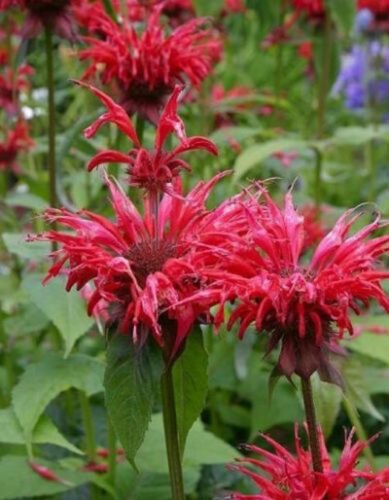 MONARDA RARE RUBY-RED BEE BALM, PERENNIAL FLOWER SEEDS
