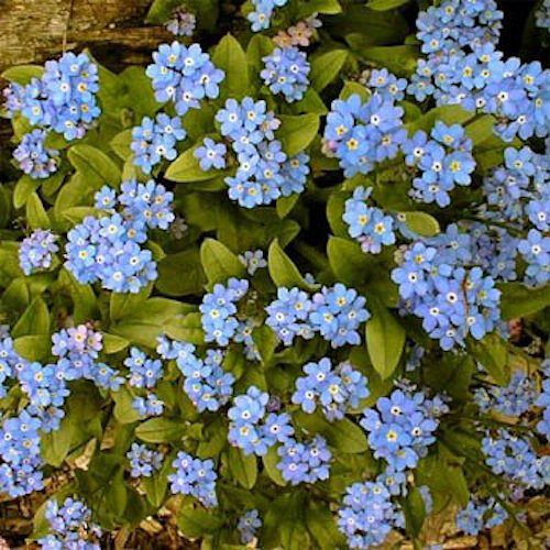 FORGET-ME-NOT MIRO, SYLVATICA / EASY HARDY PERENNIAL FLOWER SEEDS