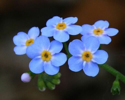 FORGET-ME-NOT, PALUSTRIS / BLUE HARDY PERENNIAL SHADE, MARSH FLOWER SEEDS