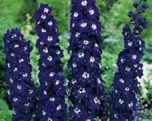 DELPHINIUM GIANT PACIFIC KING ARTHUR PURPLE LARKSPUR PERENNIAL FLOWER SEEDS