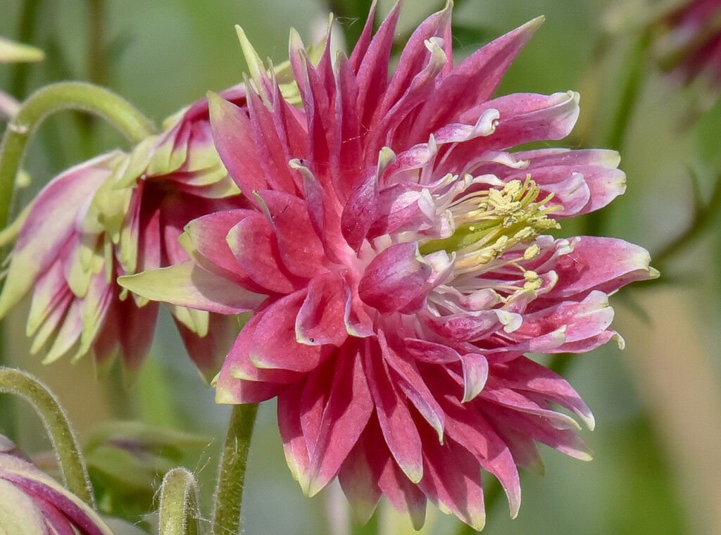 COLUMBINE NORA BARLOW AQUILEGIA PERENNIAL SHADE OR SUN FLOWER SEEDS