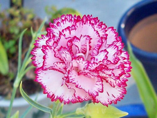 CARNATION CHABAUD STRIPED & PICOTEE MIX / FRAGRANT PERENNIAL FLOWER SEEDS
