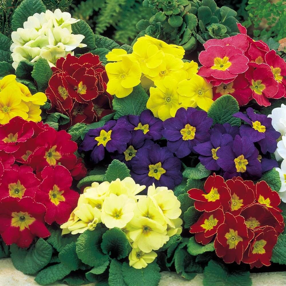 PRIMULA ELATIOR GIGANTEA MIX / PERENNIAL, SHADE OR HOUSEPLANT FLOWER SEEDS