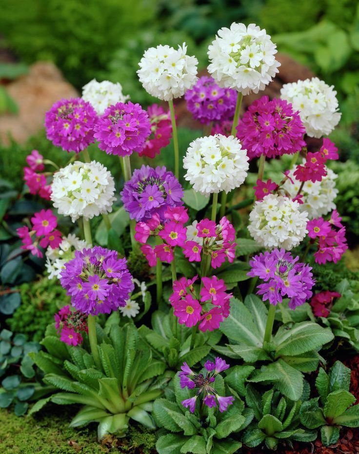 PRIMULA RONSDORF HEIRLOOM FLOWER SEEDS PRIMROSE PERENNIAL SHADE HOUSE PLANT