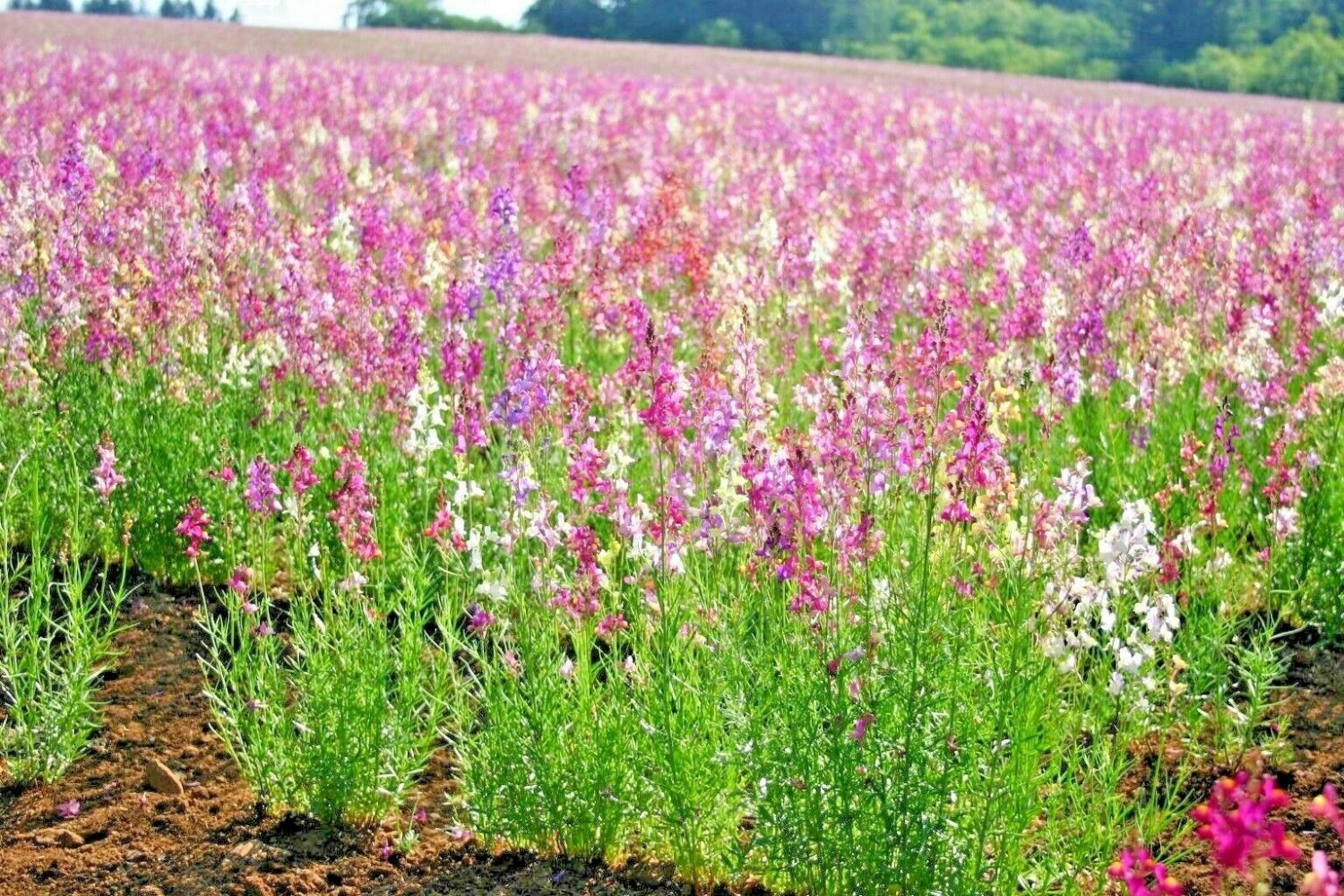 TALL SNAPDRAGON "Northern Lights Mix" Flower Seeds Blooms Summer to Fall