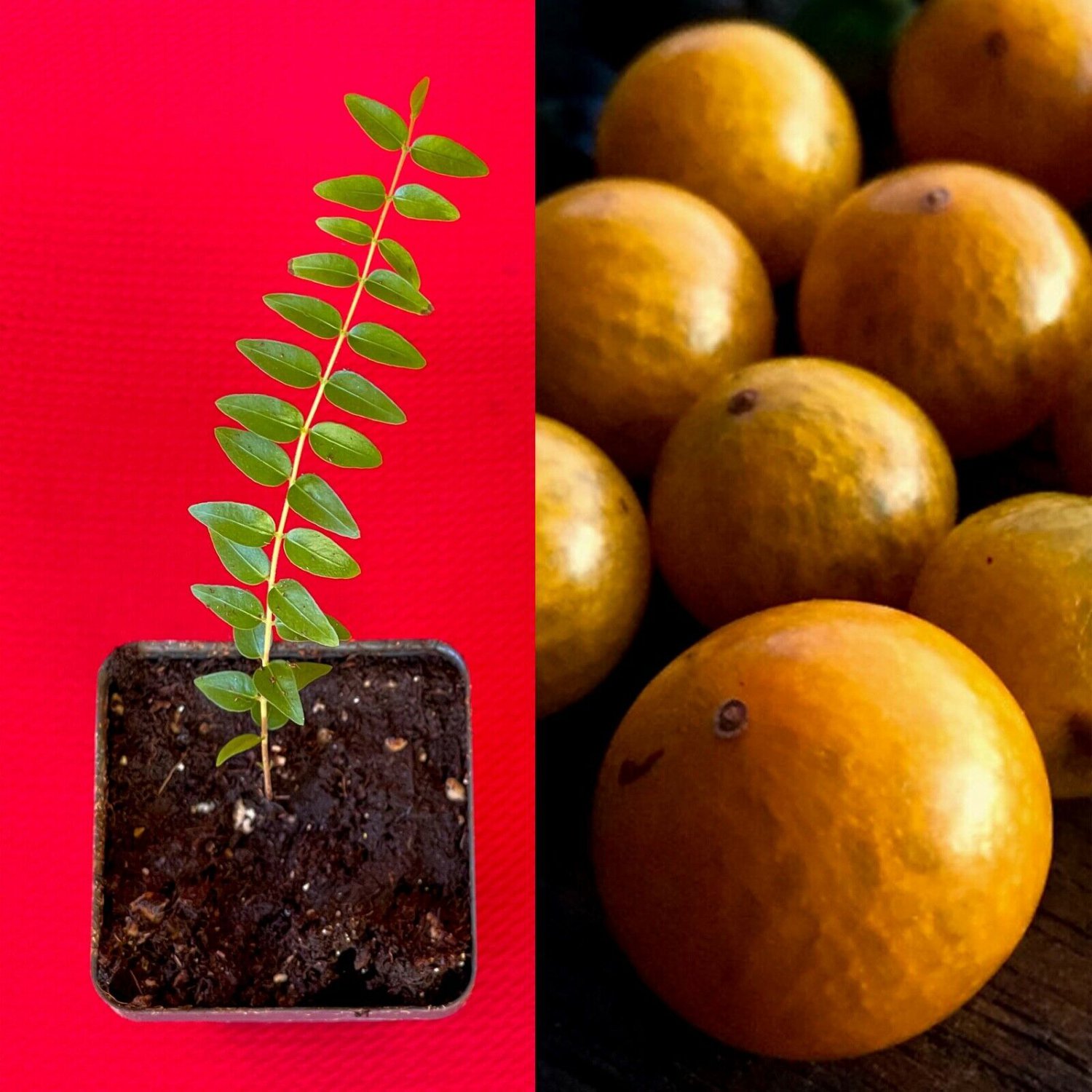 Myrciaria Floribunda Orange Fruit Cambuizeiro Guavaberry Rumberry Tree ...