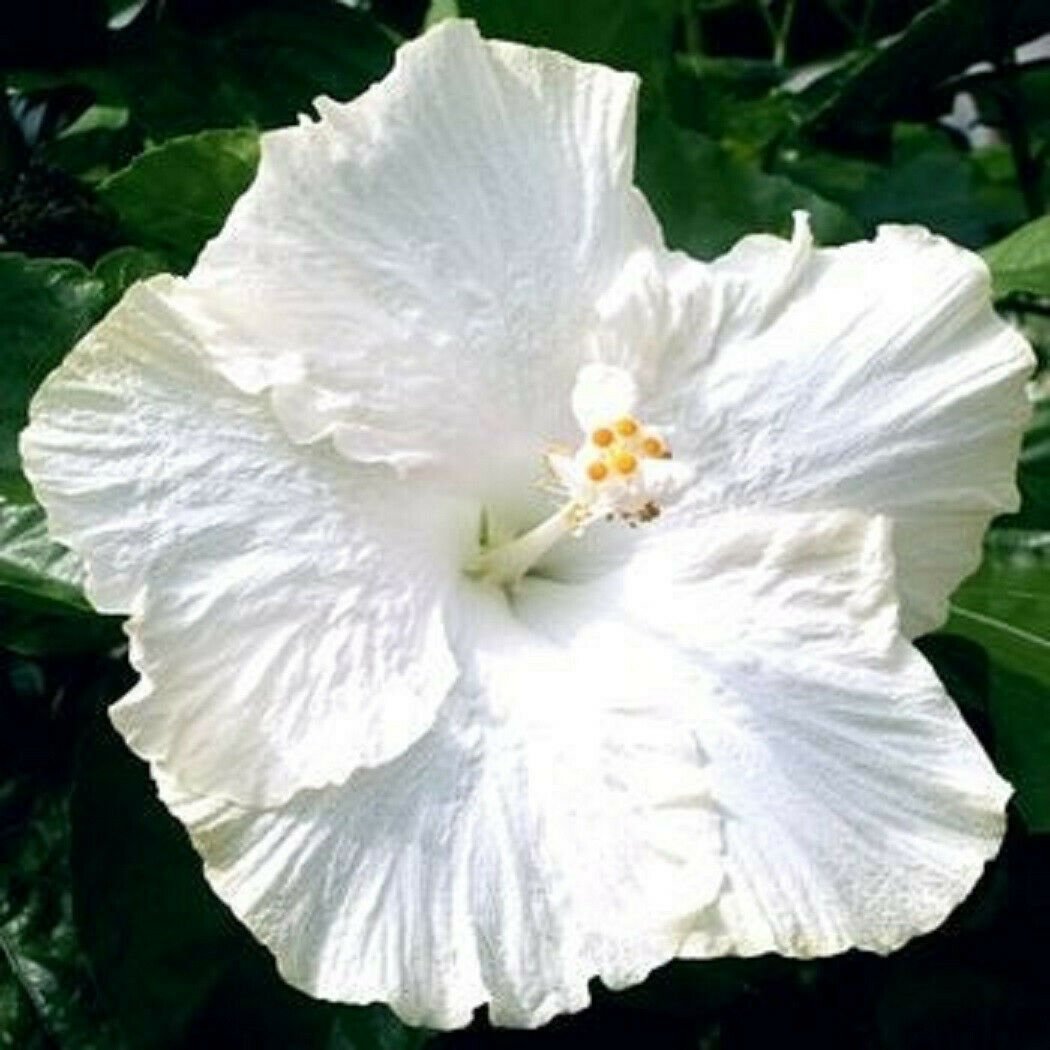 Snow White Hibiscus Flower Seeds Plants Garden Planting