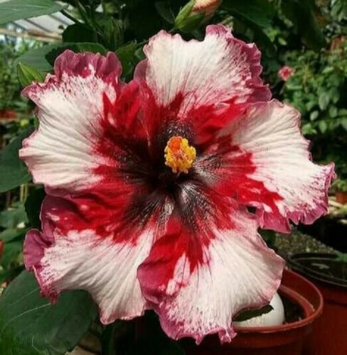 Pinwheel Red & White Hibiscus Flower Seeds Plants Garden Planting