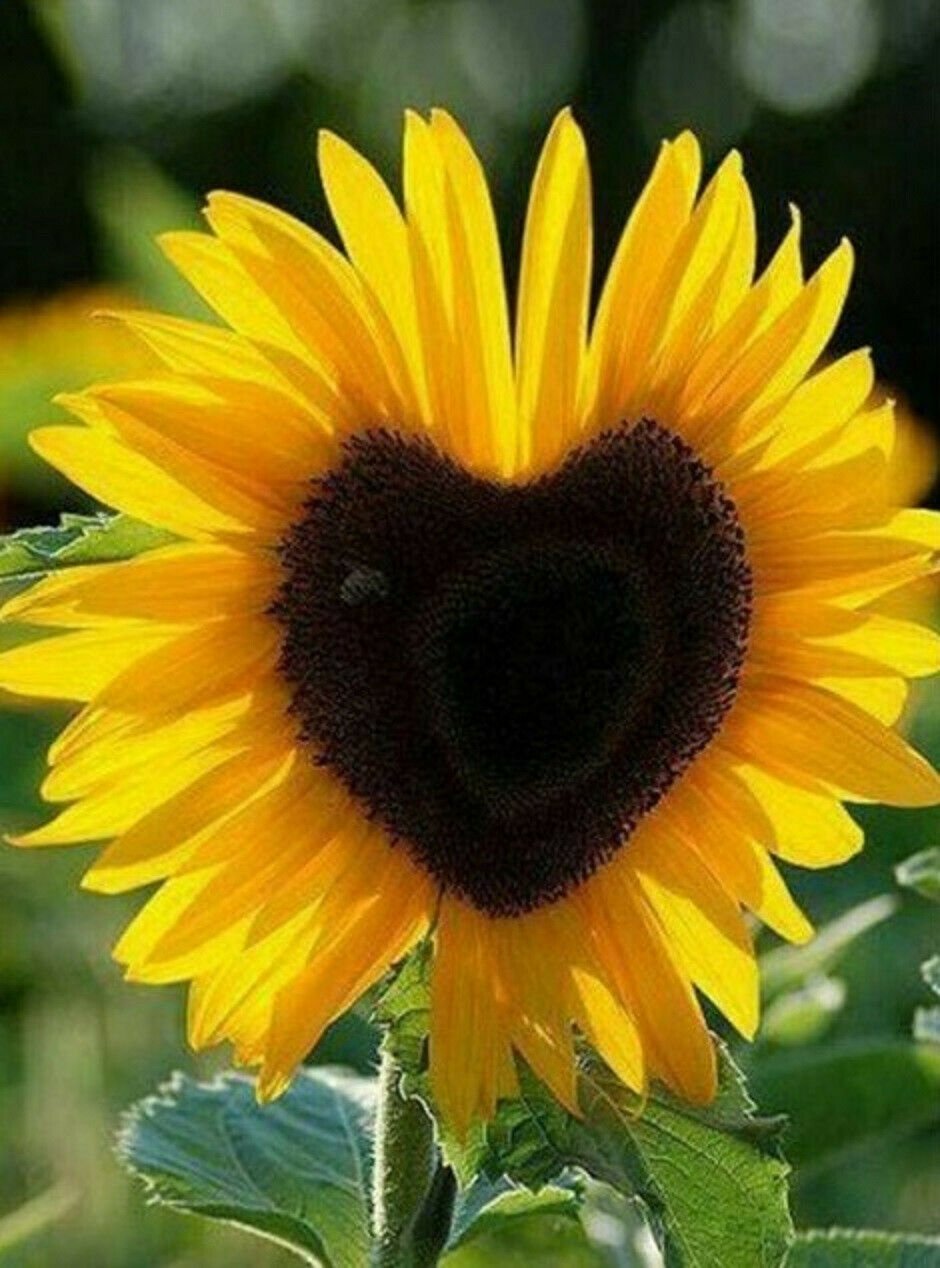 Heart Shaped Sunflowers Huge Sunflower Garden Large Flowers