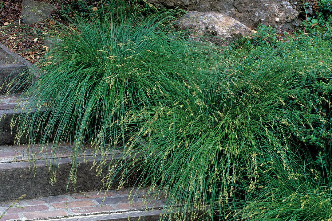 Berkeley Sedge Grass Ground Cover Ornamental Carex divulsa