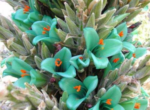 Puya berteroniana, Teal Blue Puya Seeds