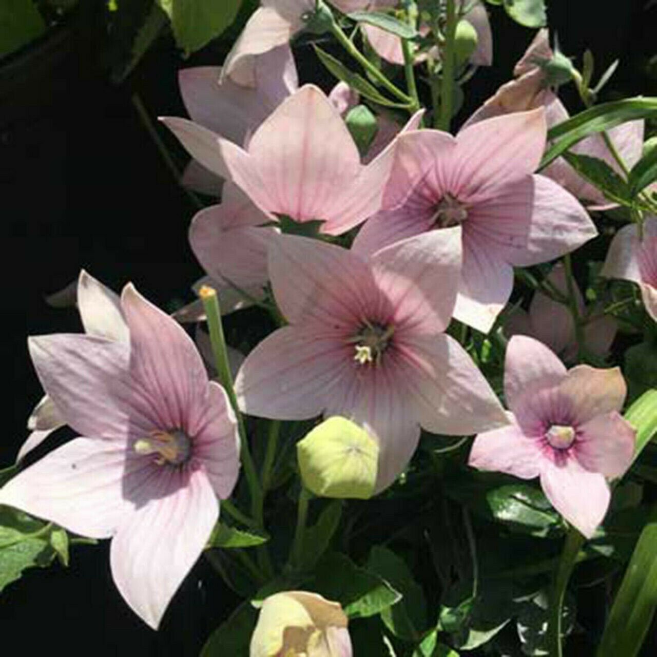 PLATYCODON LIGHT PINK BALLOON FLOWERS Perennial Flower Garden