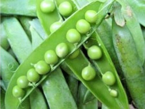 50 fresh seeds Native Wildflower Drought Heat Cold Poor Soils utah ...