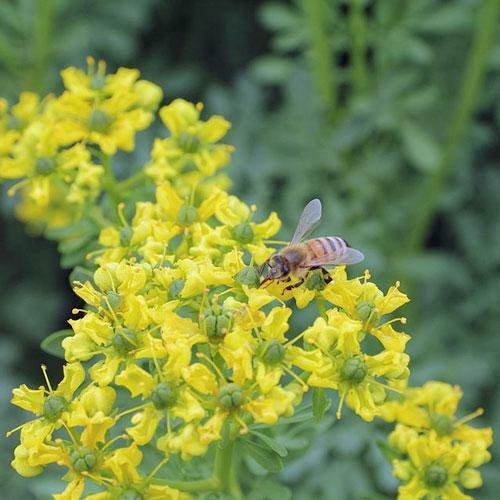 10 seed per pack Ruta graveolens Common or Garden Rue Herb of Grace