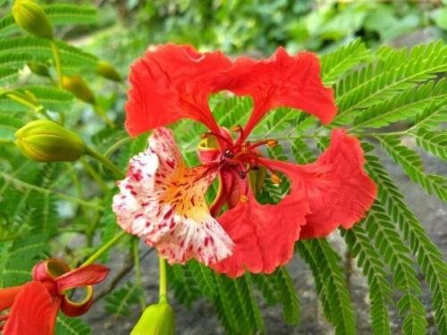 20 seed per pack Delonix regia Royal Poinciana Flamboyan