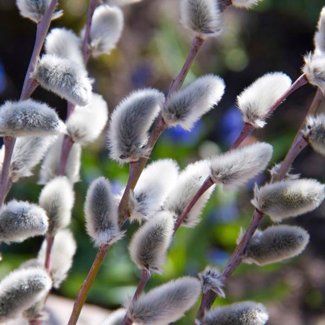 Cuttings Pussy Willow Salix Discolor Tree Shrubs Fresh Flower Stems ...