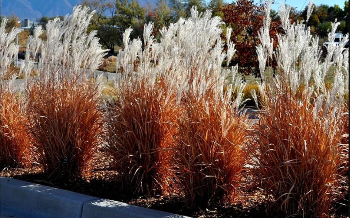 Flame Grass White Plumes Miscanthus Purpuscans Red Orange Fall Color ...