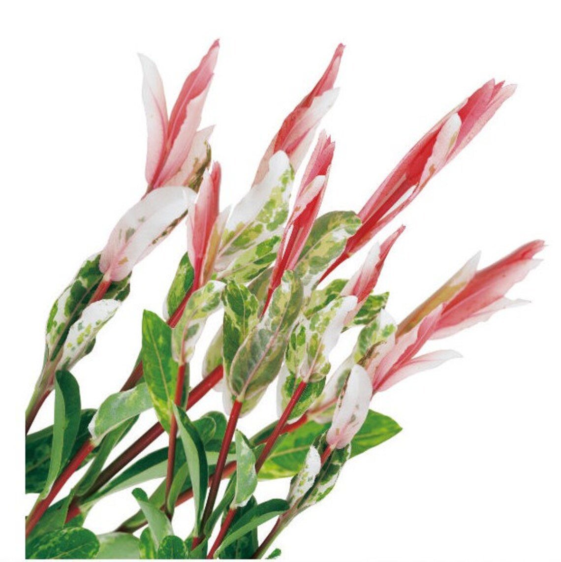 Pink Flamingo Cuttings Hakuro Nishiki Japanese Dappled Willow Tree ...