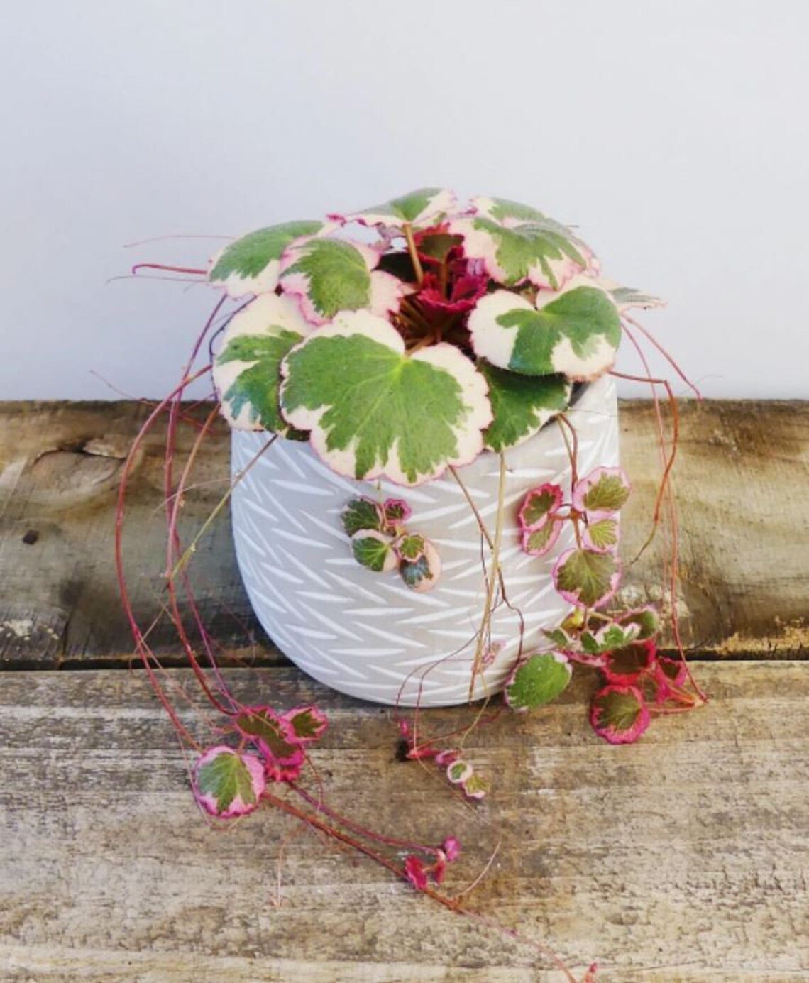 Pink Variegated Rare Strawberry Begonia Geranium Saxifraga Stolonifera ...