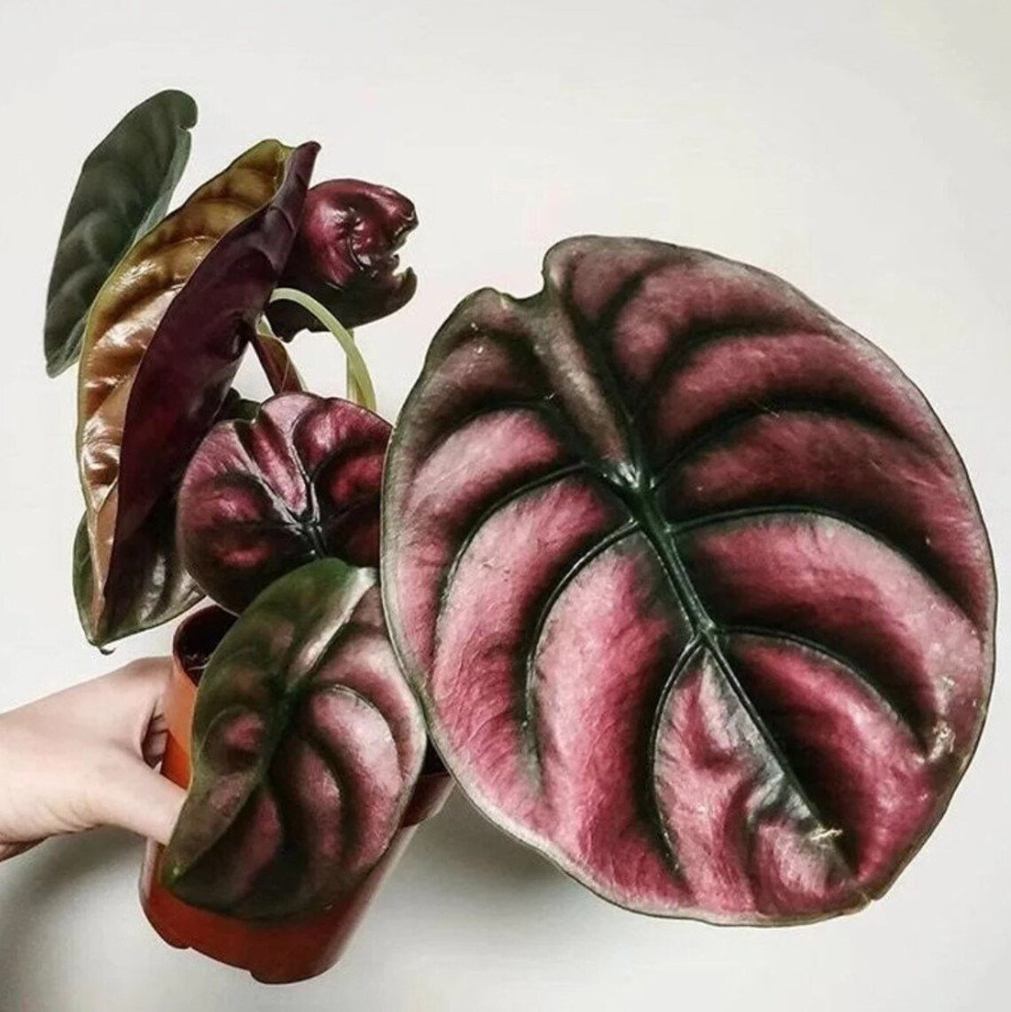 Red Secret Alocasia Pothos Houseplant Live Plant Rare House Plants