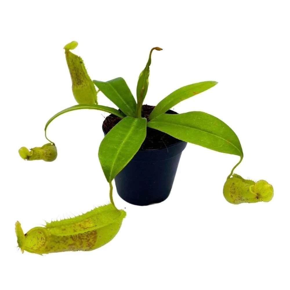 Nepenthes Hispida Beck 2Ch Winged Pitcher Rare Carnivorous Plant