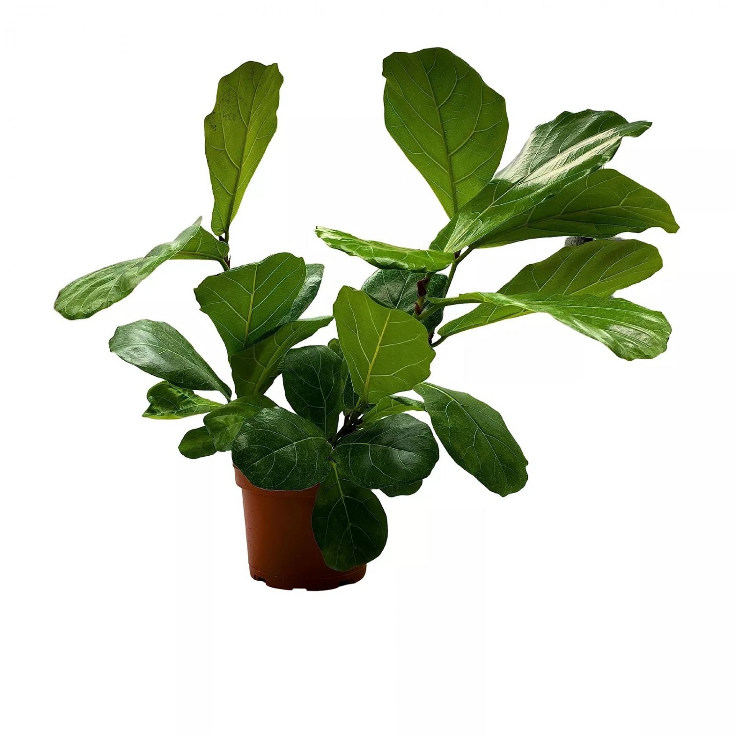 Fiddle-Leaf Fig Ficus Lyrata Banjo Fig 6Ch Pot