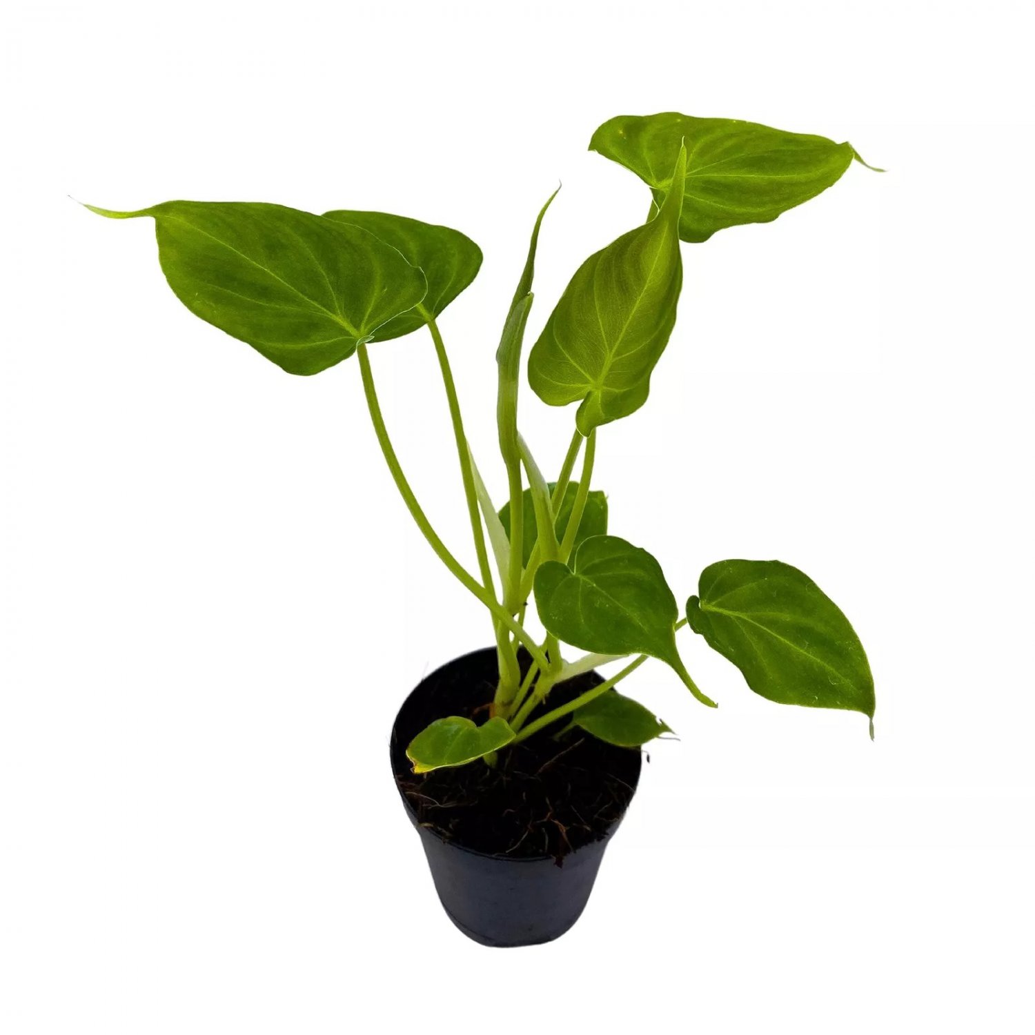 Philodedron Verrucosum Carderi Daguense Discolor Krause Lindeni Philo Pilat