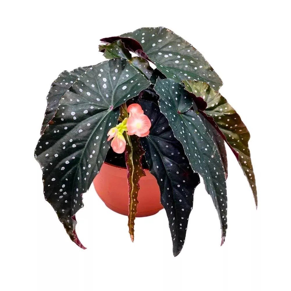 Tempest Angel Wing Hybrid Cane Begonia 6Ch Narrow Crinkly Black W