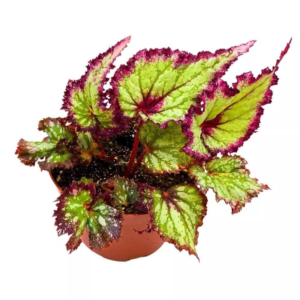 Elvira Begonia Rex 6Ch Pink Green Long Jagged Tail Fiery