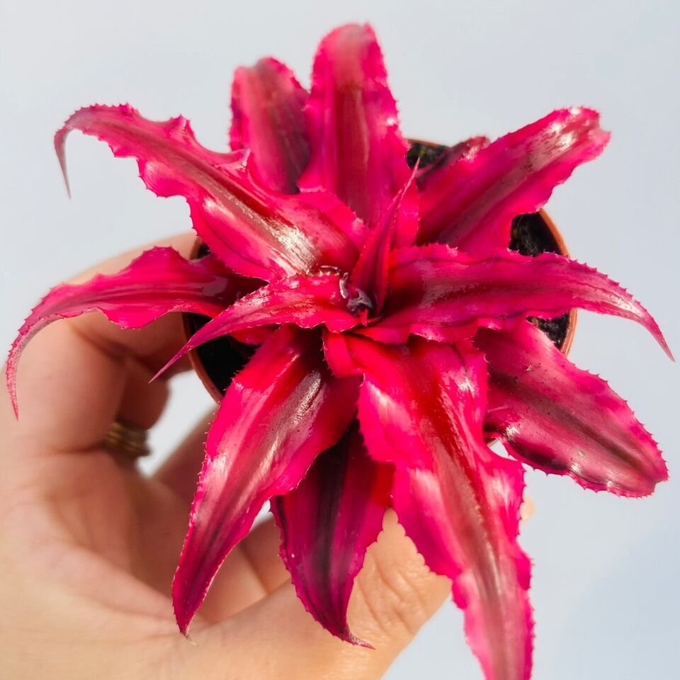 RUBIN STAR Cryptanthus bivittatus AKA Earth Star Bromeliad Starter Plant