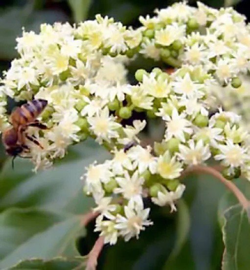 Korean Evodia (Bee Bee Tree) 30 seeds