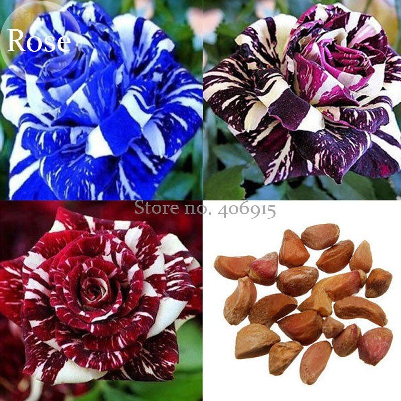 Rare Mixed 3 Types of Heirloom Rose Shrubs, 50 blue brown dark red ...