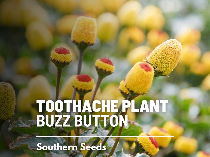 50 seeds toothache plant - medicinal herb gmo (spilanthes oleracea)