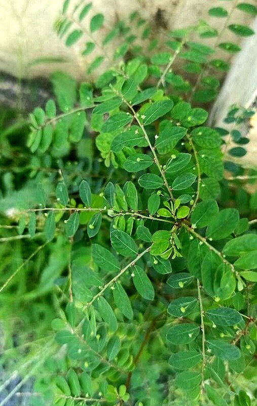 seeds 50 shanka piedra (phyllanthus niruuri) organic stonebreaker herb 12/